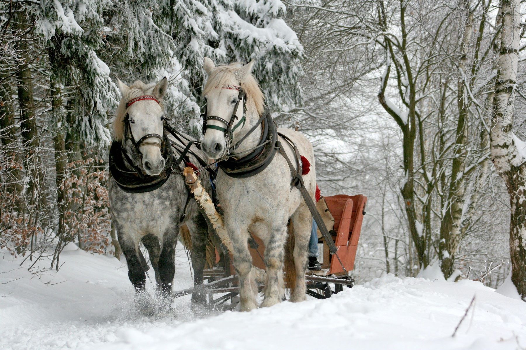 Discover 5 of the Best Sleigh Rides in Northern Michigan - Freshwater ...